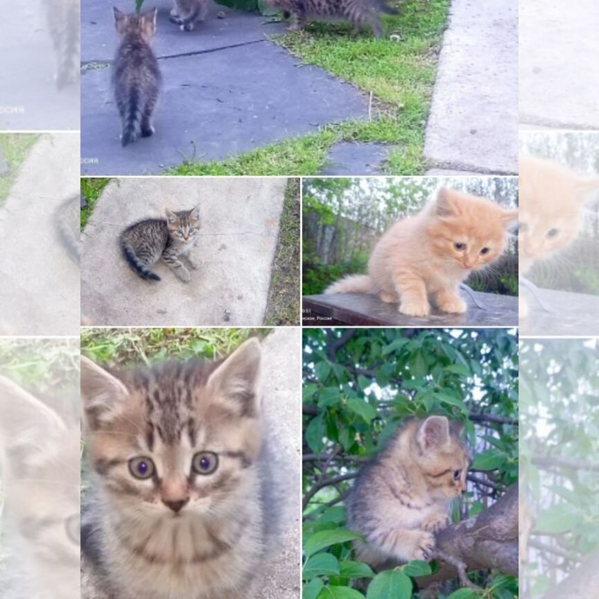 Сибирский котёнок