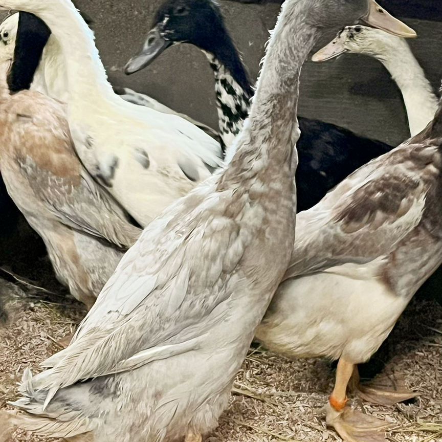 Индийский бегунок селезни