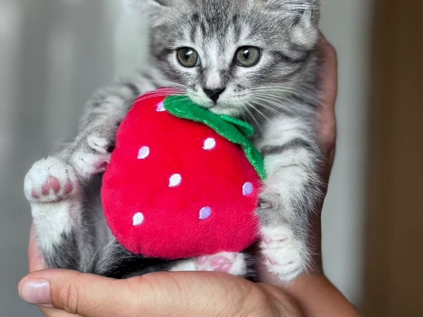 Котёнок в добрые руки