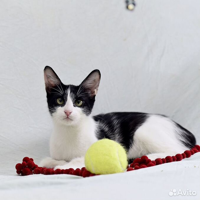 Котенок Джаз