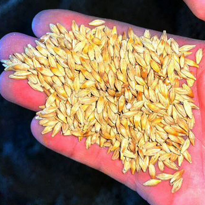 Ячмень фуражный