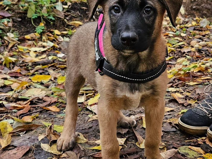 Щенок в добрые руки