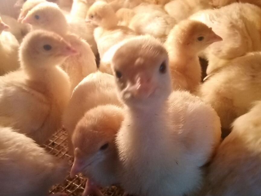 Цыплята индюшата