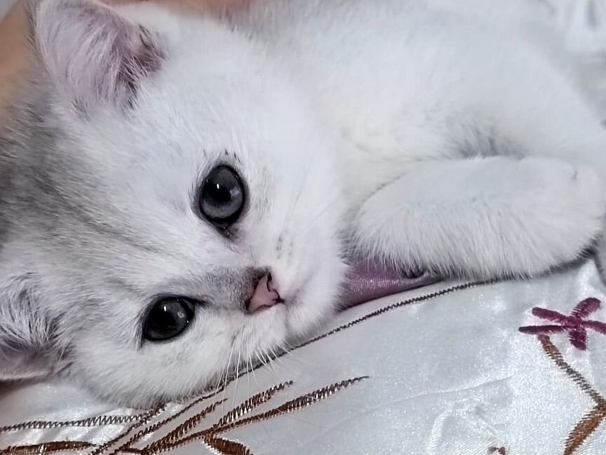 Шотландская шиншилла серебро