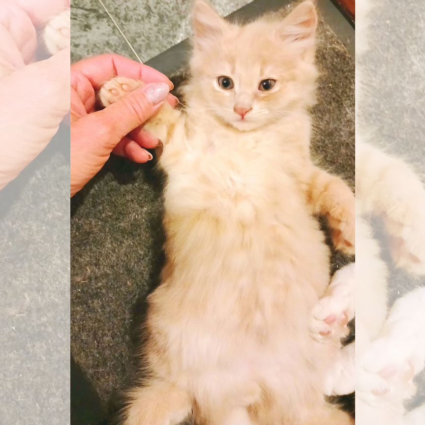 Милый котёнок