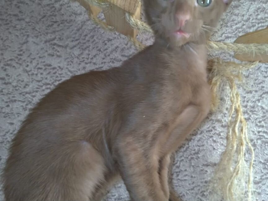 Ориентальные котята Циннамон