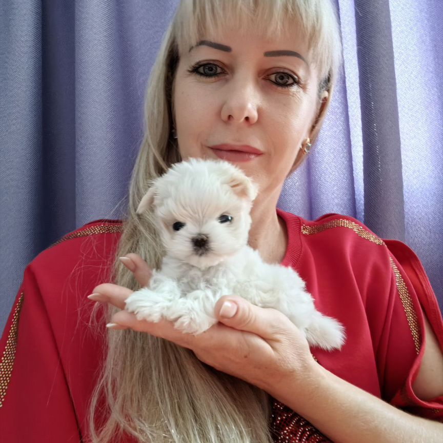 Micro мальтезе