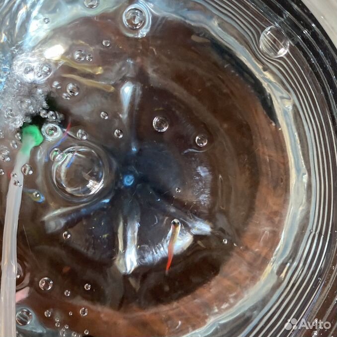 Аквариумные рыбки неоны