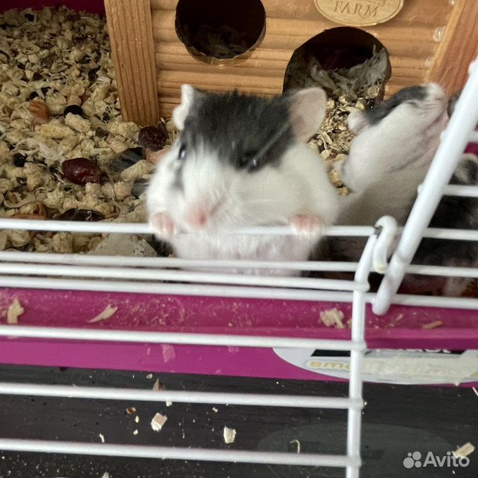 Бесплатно джунгарские хомячки много