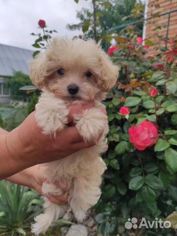 Маленькие детки мальтипу