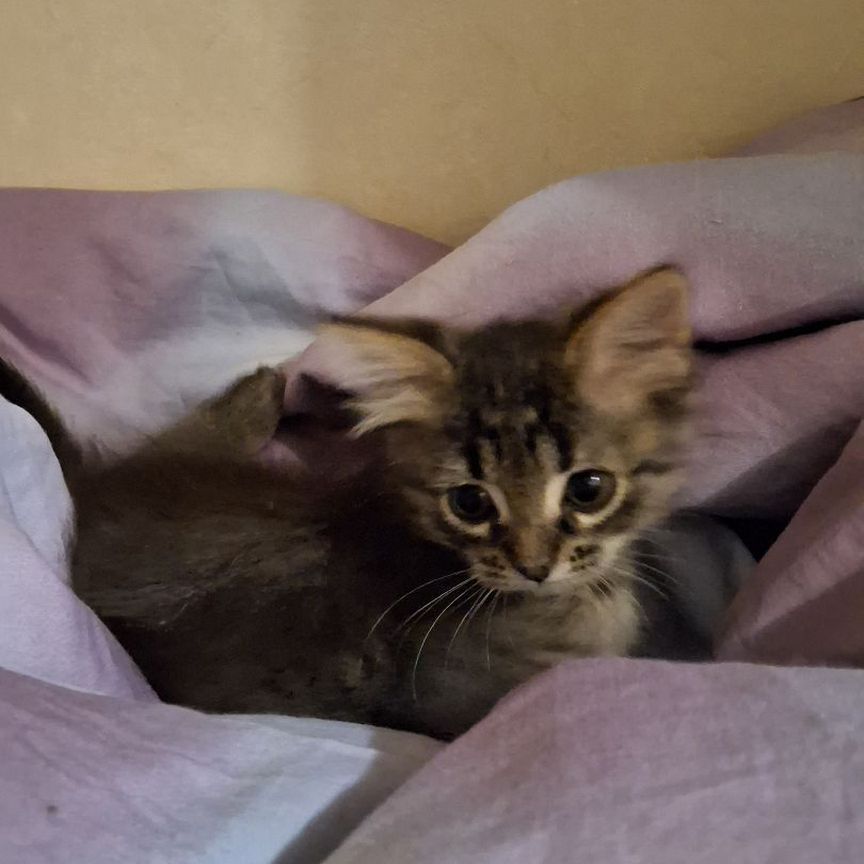 Котята в добрые руки бесплатно девочка