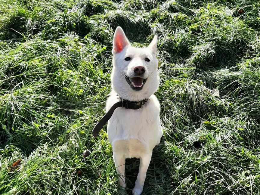 Белоснежная Гретель только в лучшие руки бесплатно