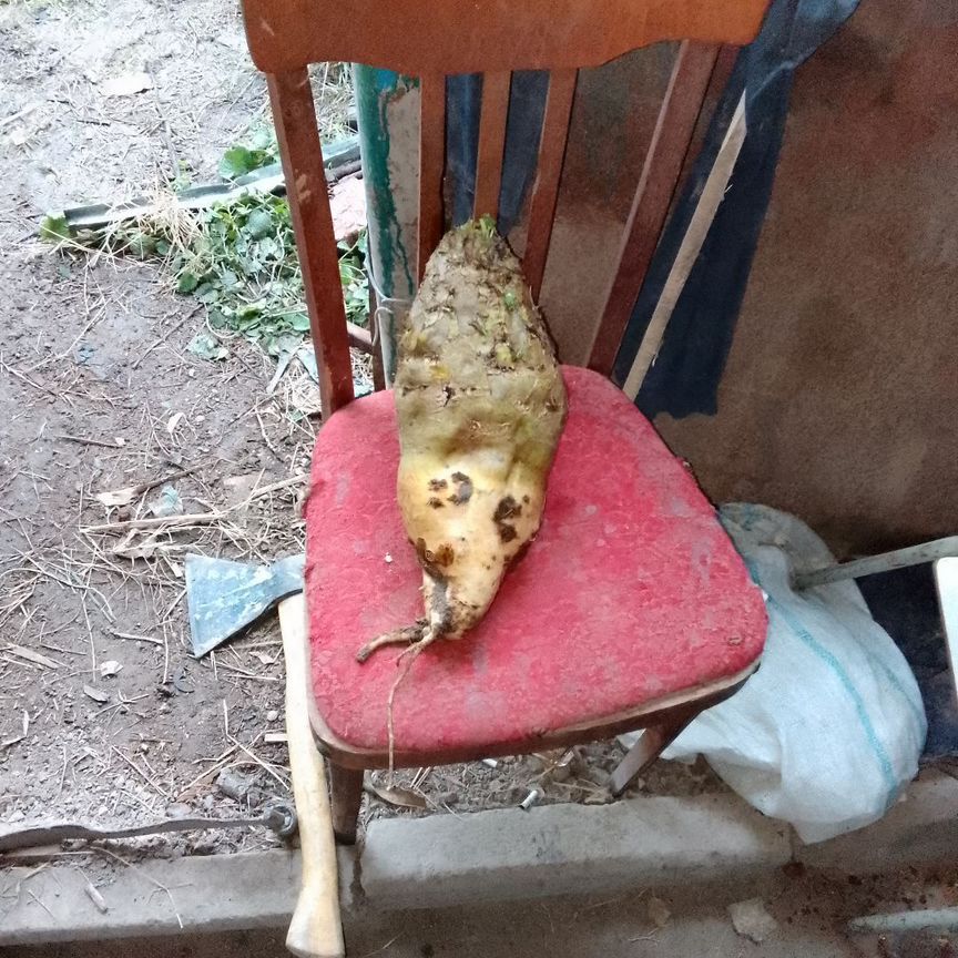 Свекла кормовая