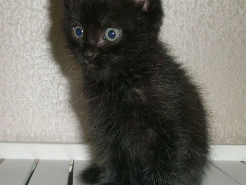 Котенок девочка