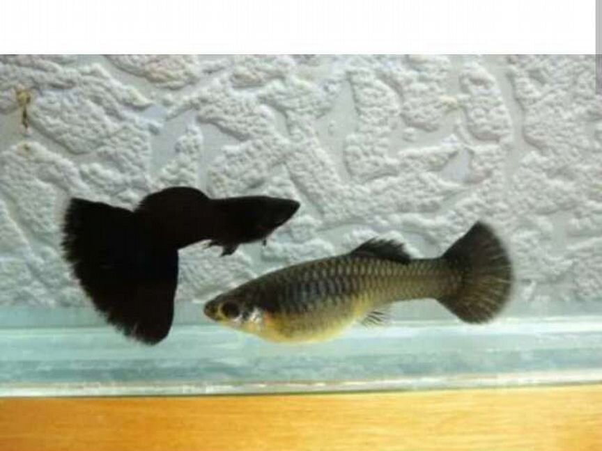 Аквариумные рыбки гуппи, черный монах