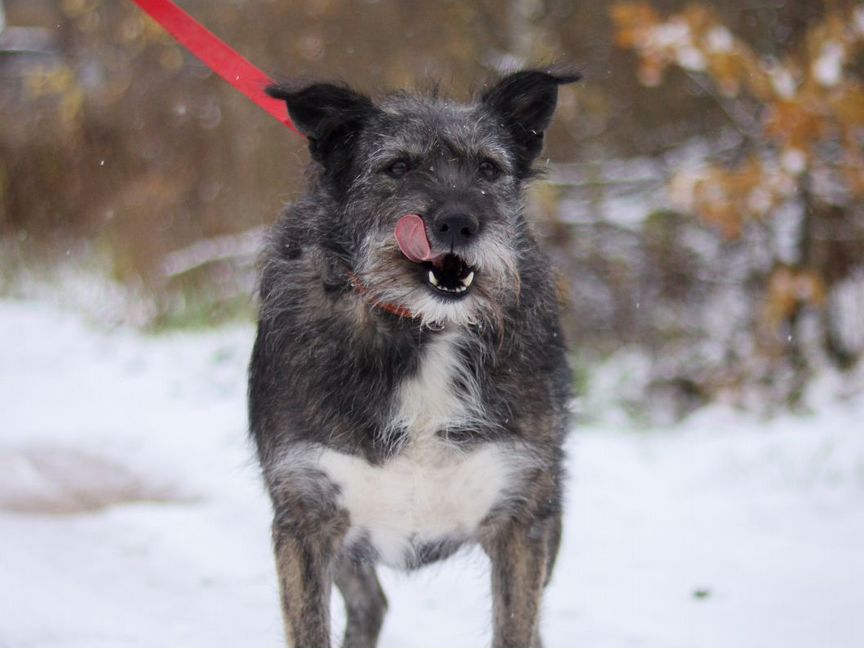 Бородатик Олли, сука 2х лет ищет дом