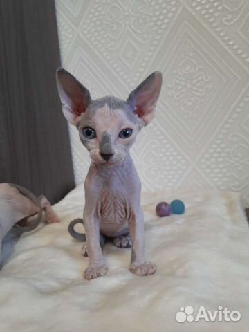 Канадский сфинкс котенок