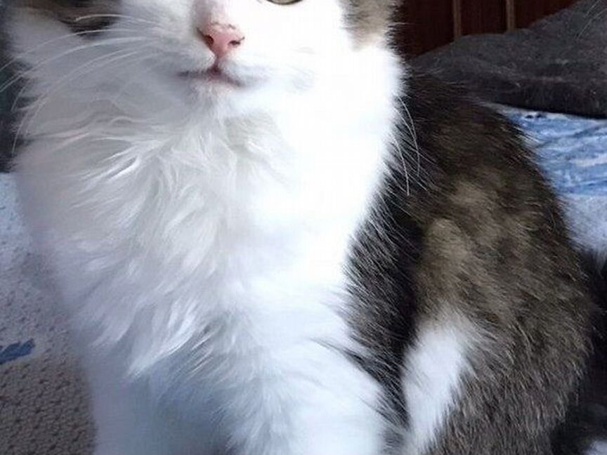 Милая кошечка Плюша в добрые руки