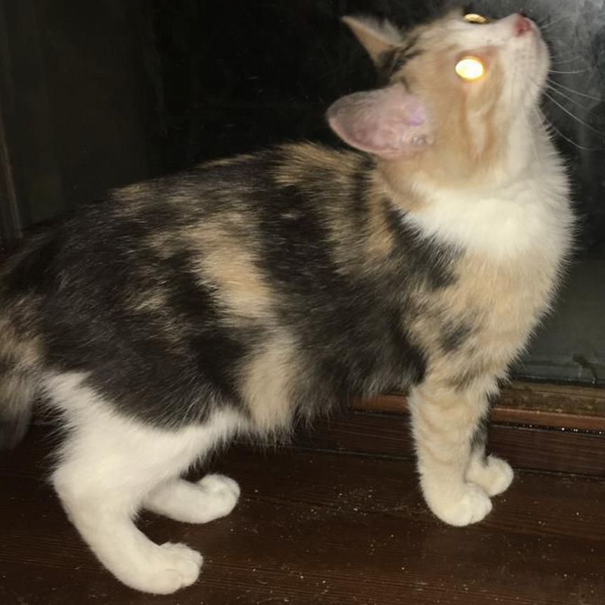 Котёнок в добрые руки