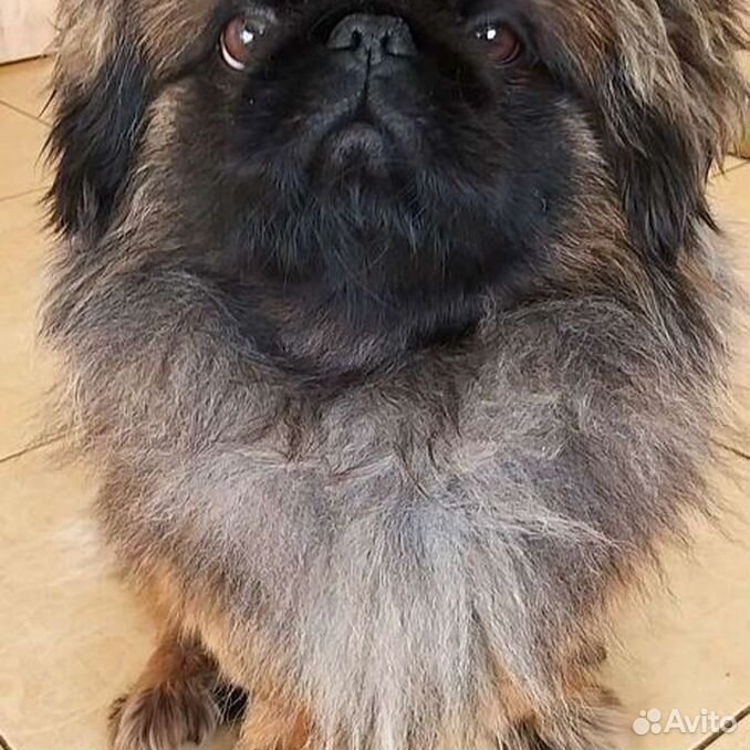 Мальчик пекинес ищет подружку