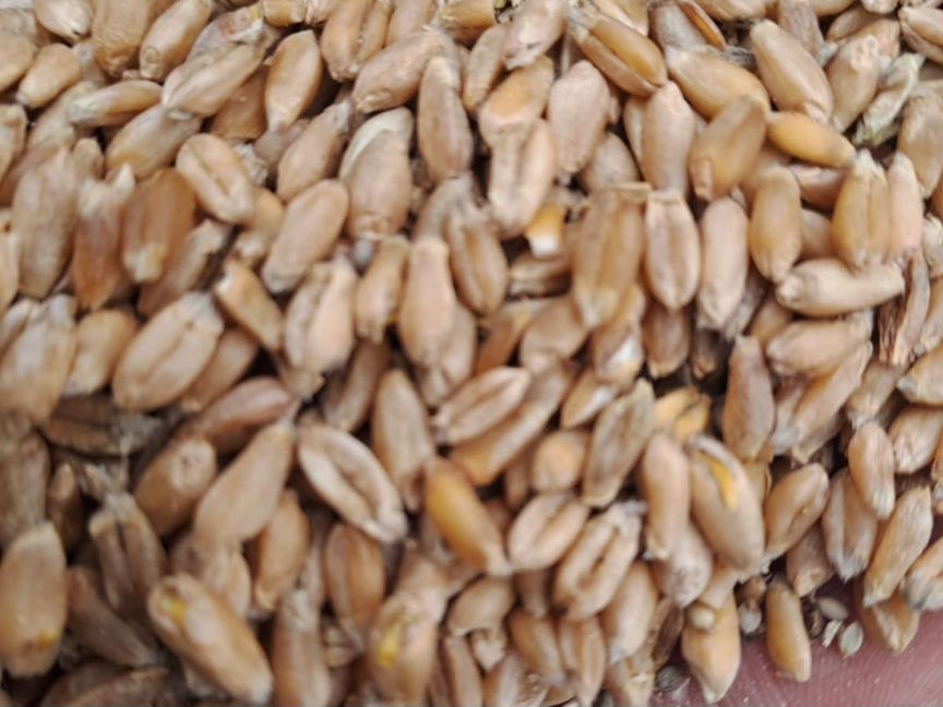 Пшеница фуражная