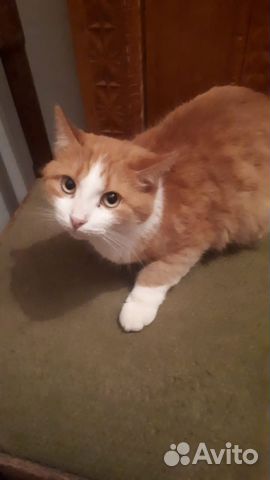 Коты и Кошки взрослые в добрый руки