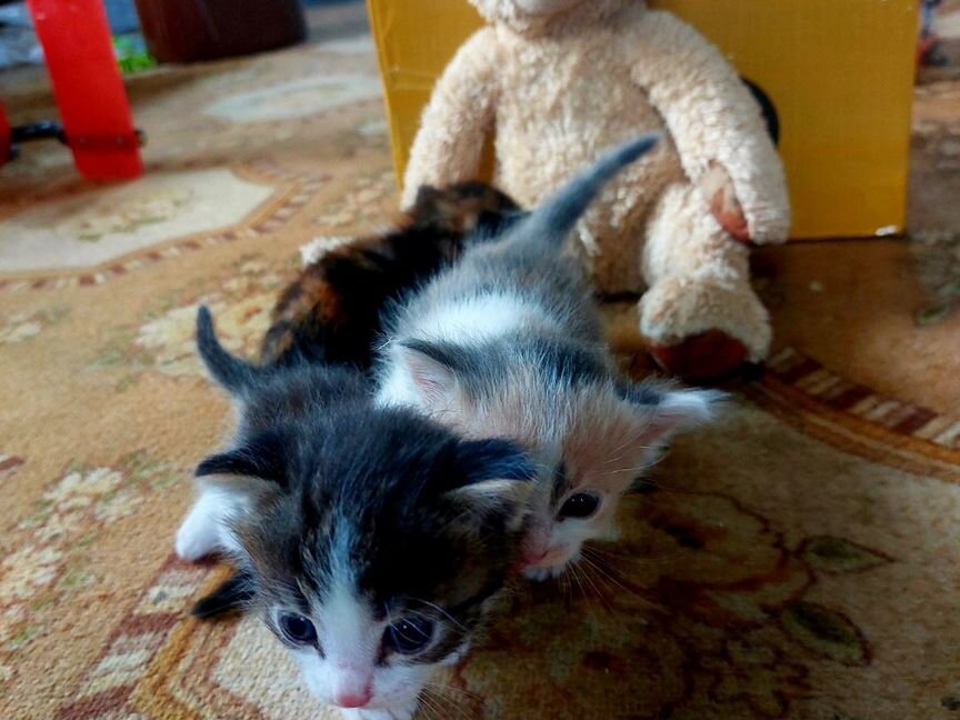 Котята в добрые руки