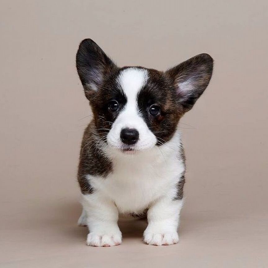 Вельш Корги Кардиган, щенок