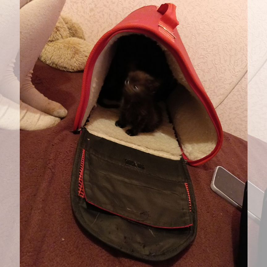 Котёнок в добрые руки