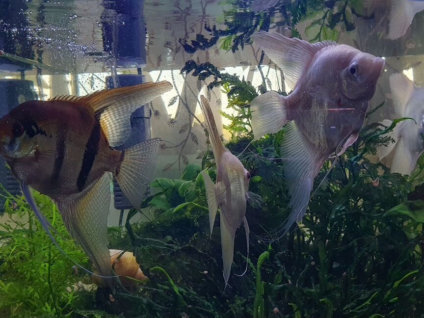 Аквариумные рыбки Скалярии