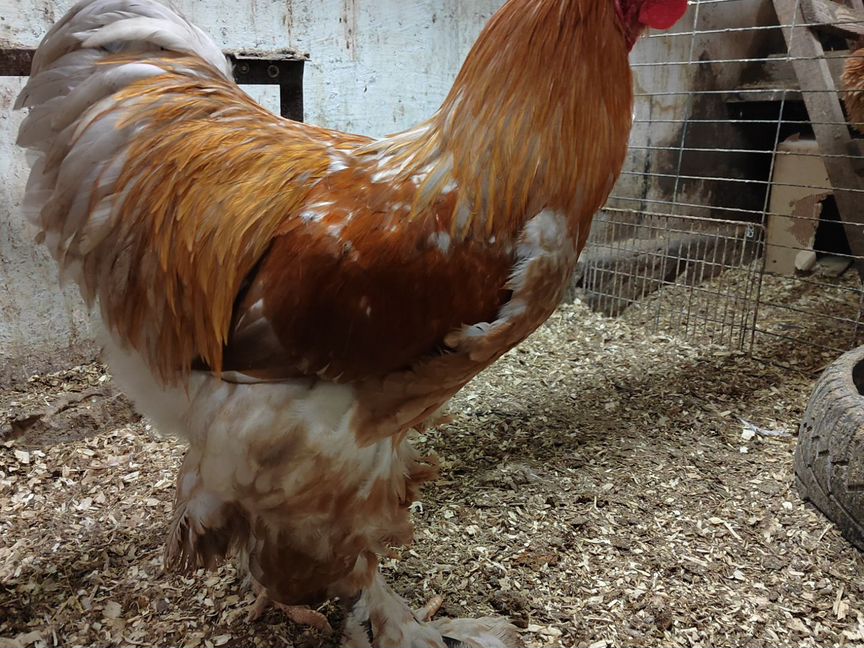 Молодой петух Брама