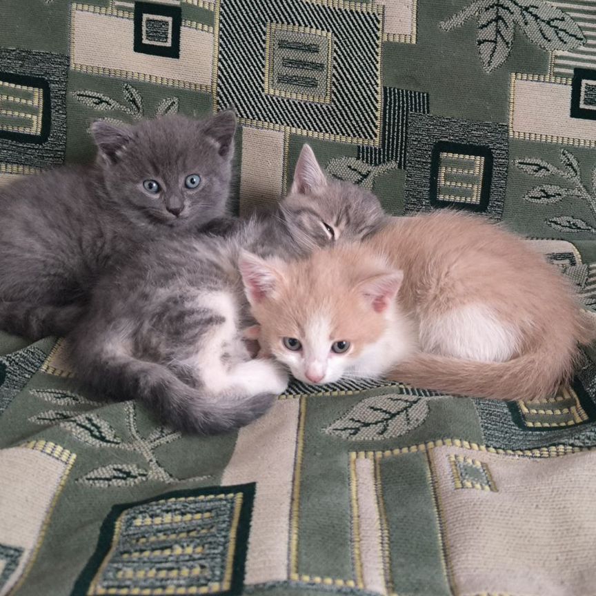 Котёнок в добрые руки