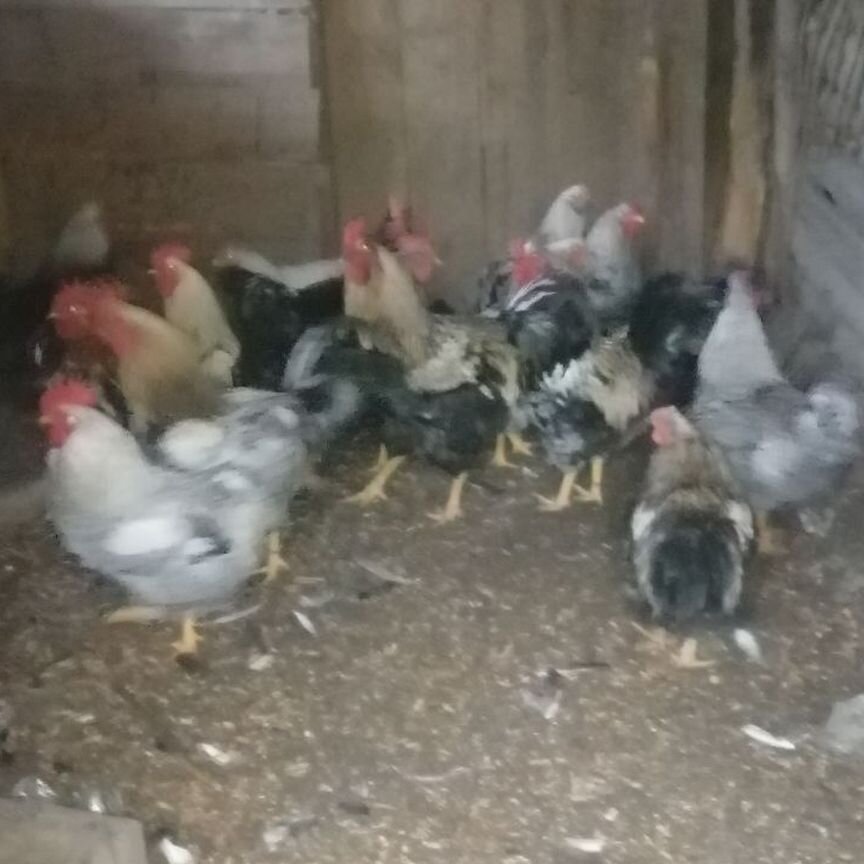 Домашняя птица