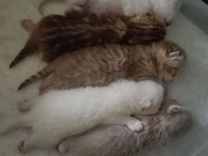 Британские котята