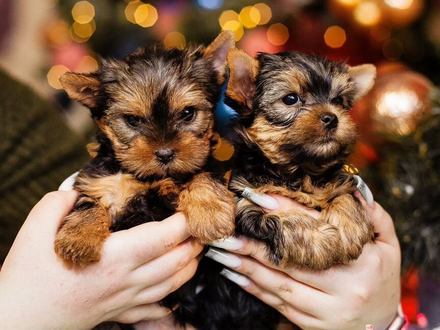 Йоркширский терьер, доставка