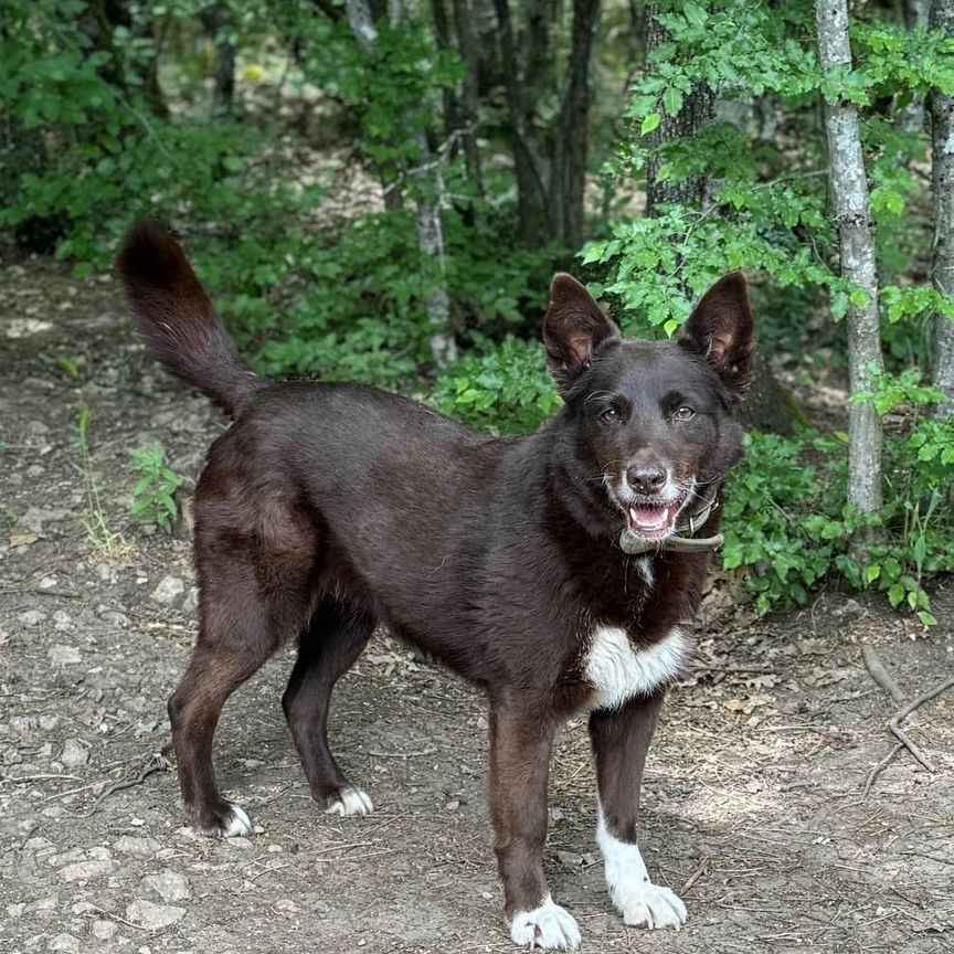 Собачка в добрые руки бесплатно