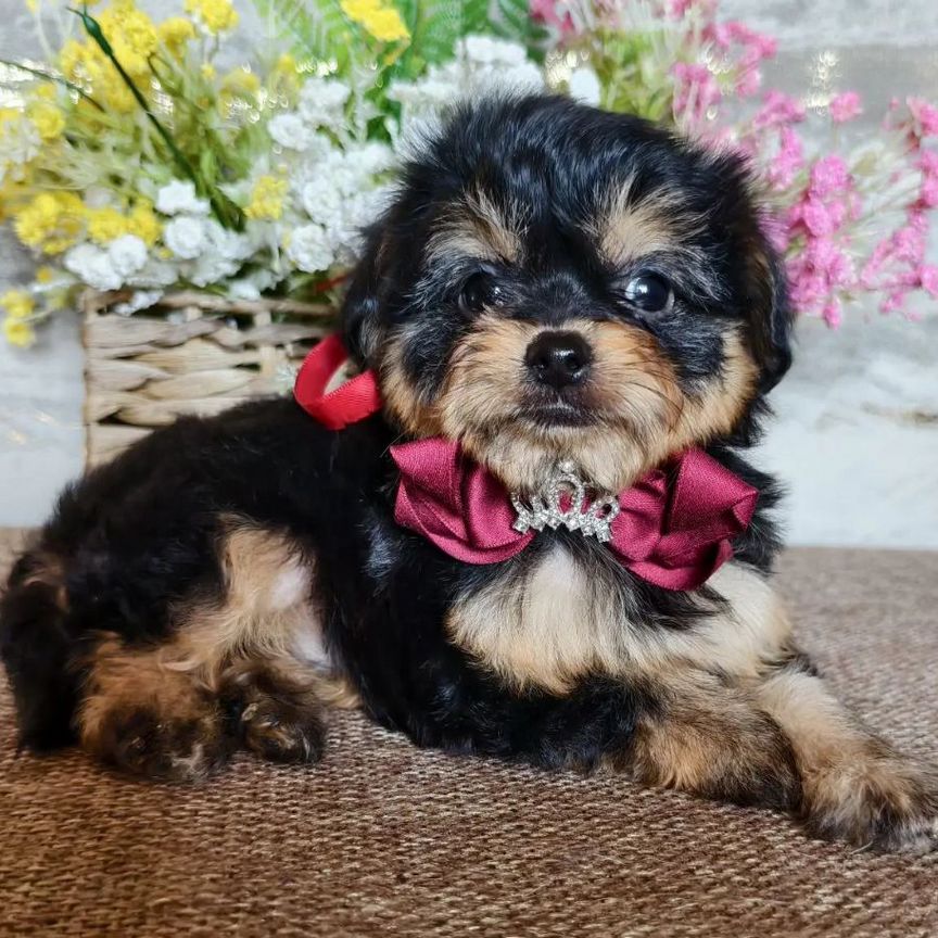 Мальтипу, щенок