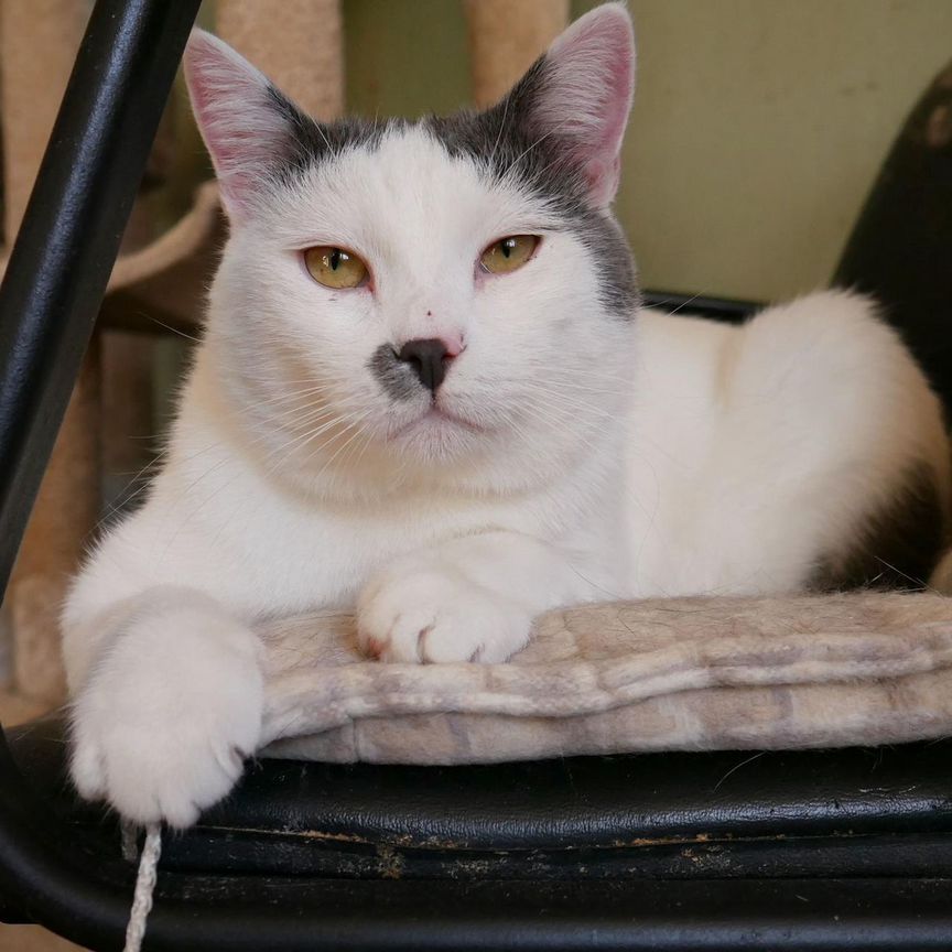 Бергамот ищет дом