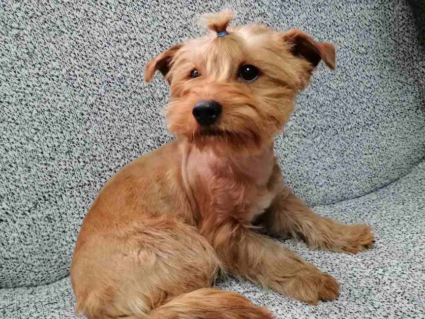 Голдаст Йорк мальчик