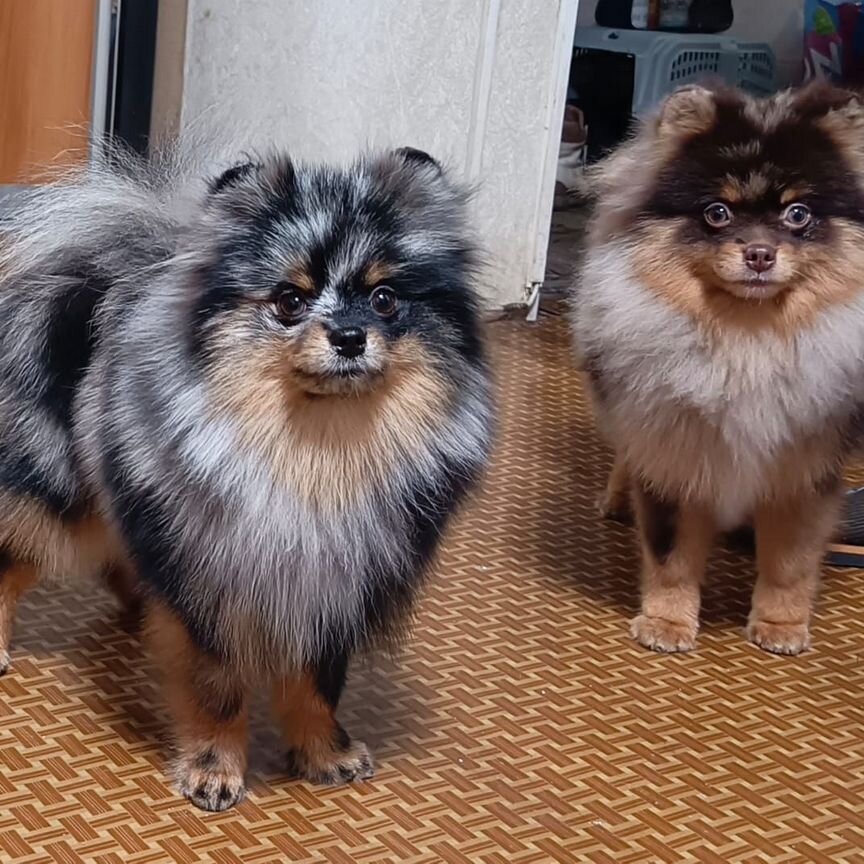 Померанский шпиц, щенок