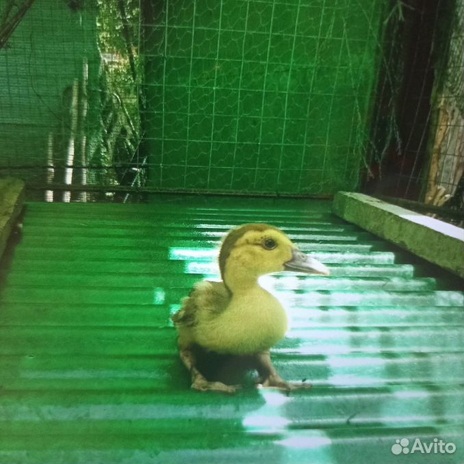 Утята индоутки