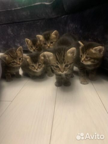 Дарим котят от Шотландской кошки