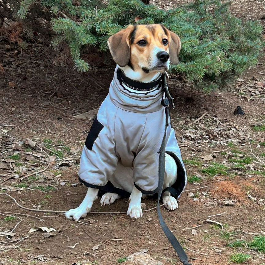 Эстонская гончая