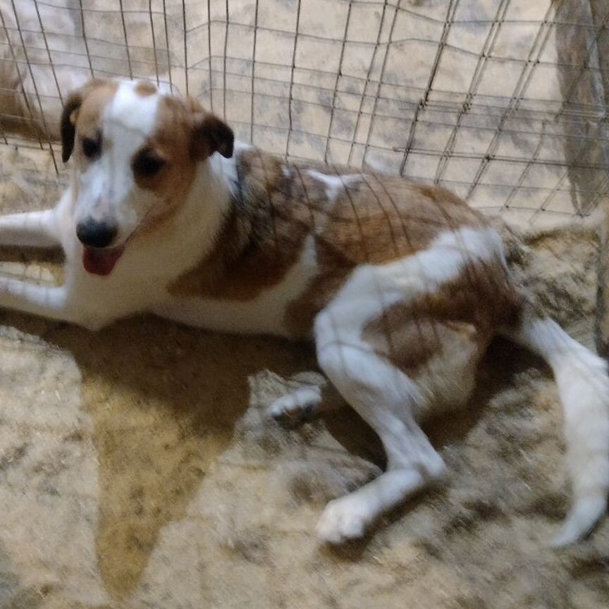 Взрослый пёс в добрые руки