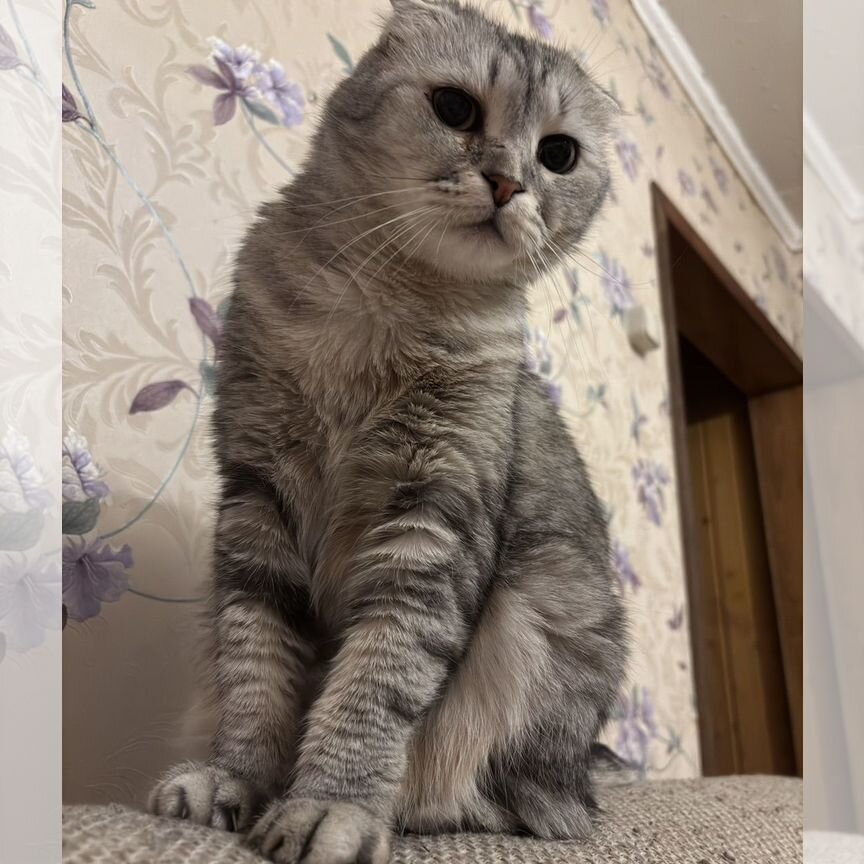 Шотландская кошка