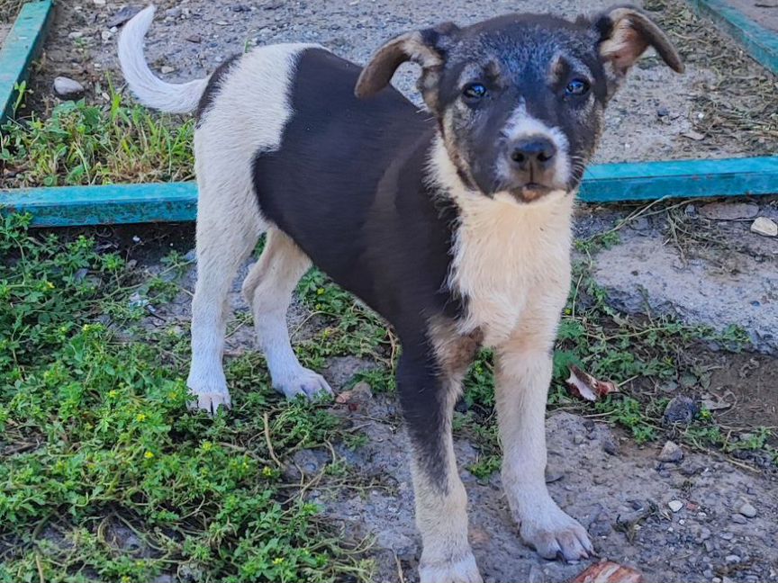 Щенок. Кисловодск. Ищем ручки и кто не обидит