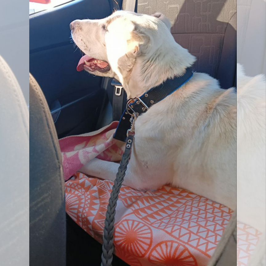 Щенки алабая продажа