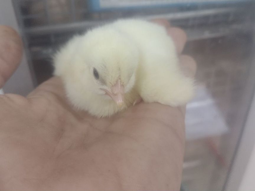 Цыплята бройлеры росс 308 суточные