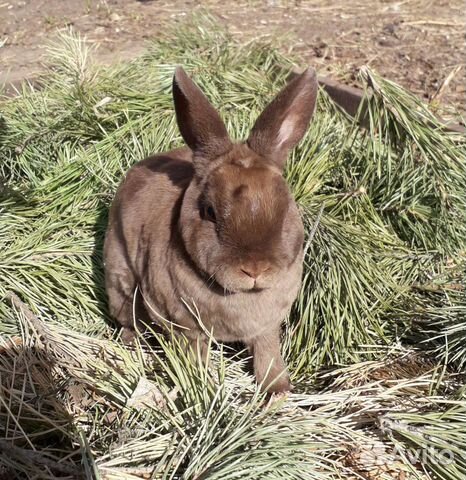 Декоративные карликовые кролики
