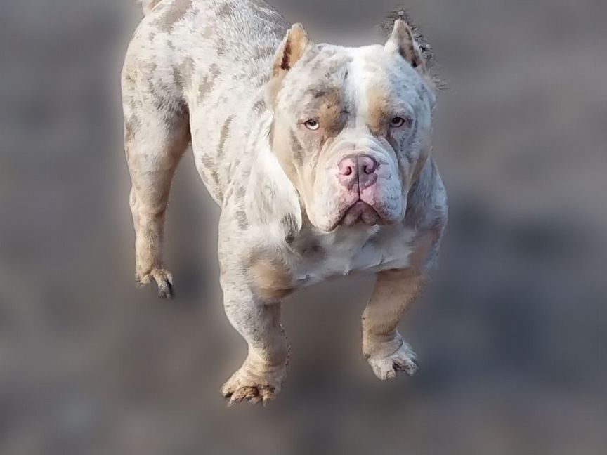 Американский булли покет вязка